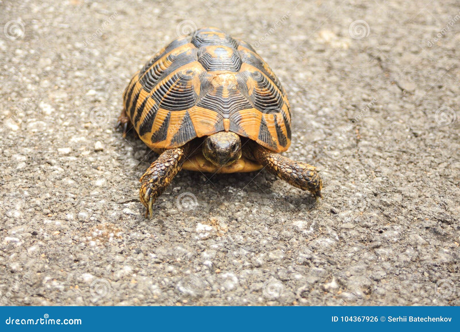 Tortoise Crawling on the Paved Road Stock Photo - Image of adult ...