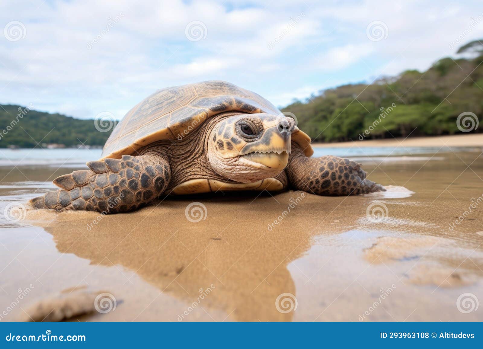 A Tortoise Crawling on a Sandy Beach Stock Photo - Image of shell ...