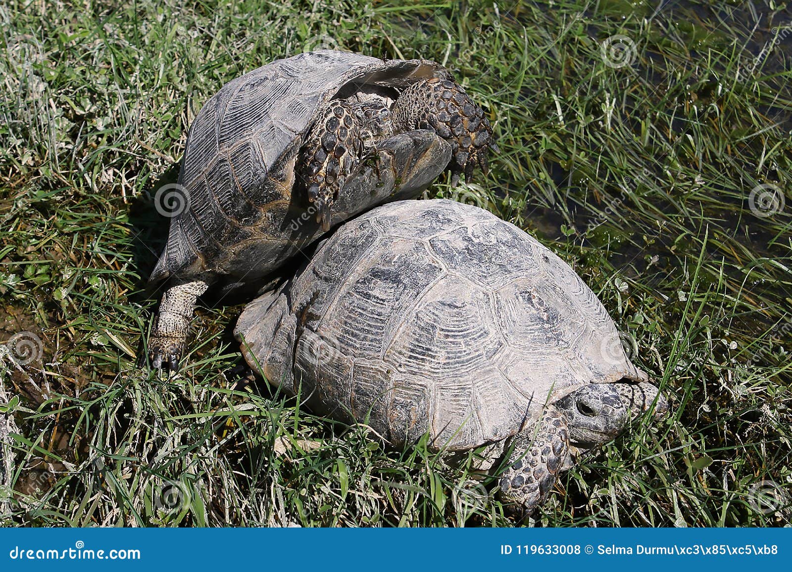 Tortoise stock photo. Image of spice, tortoise, seeds - 119633008