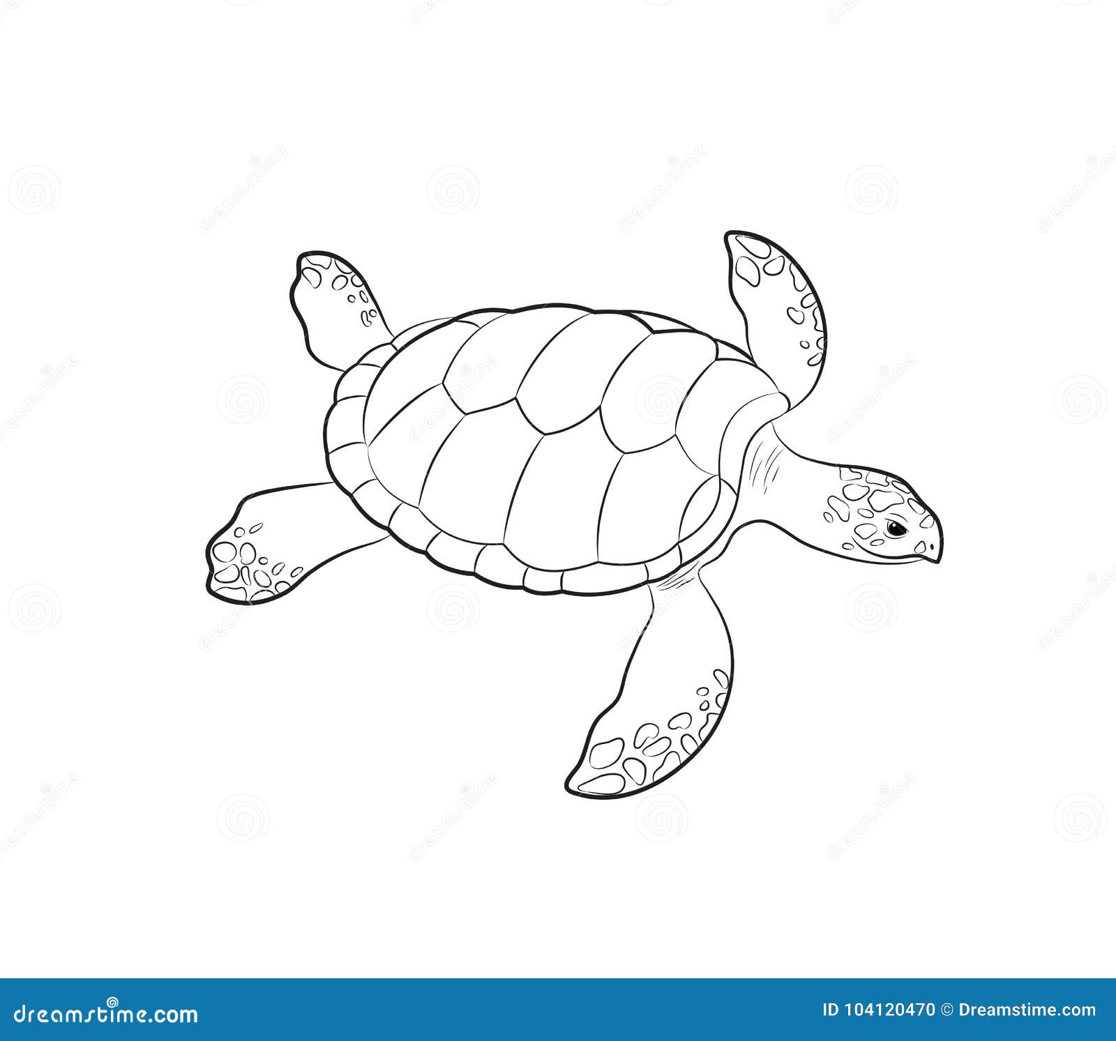 Tortoise Drawing Vector Illustration Stock Vector - Illustration of ...