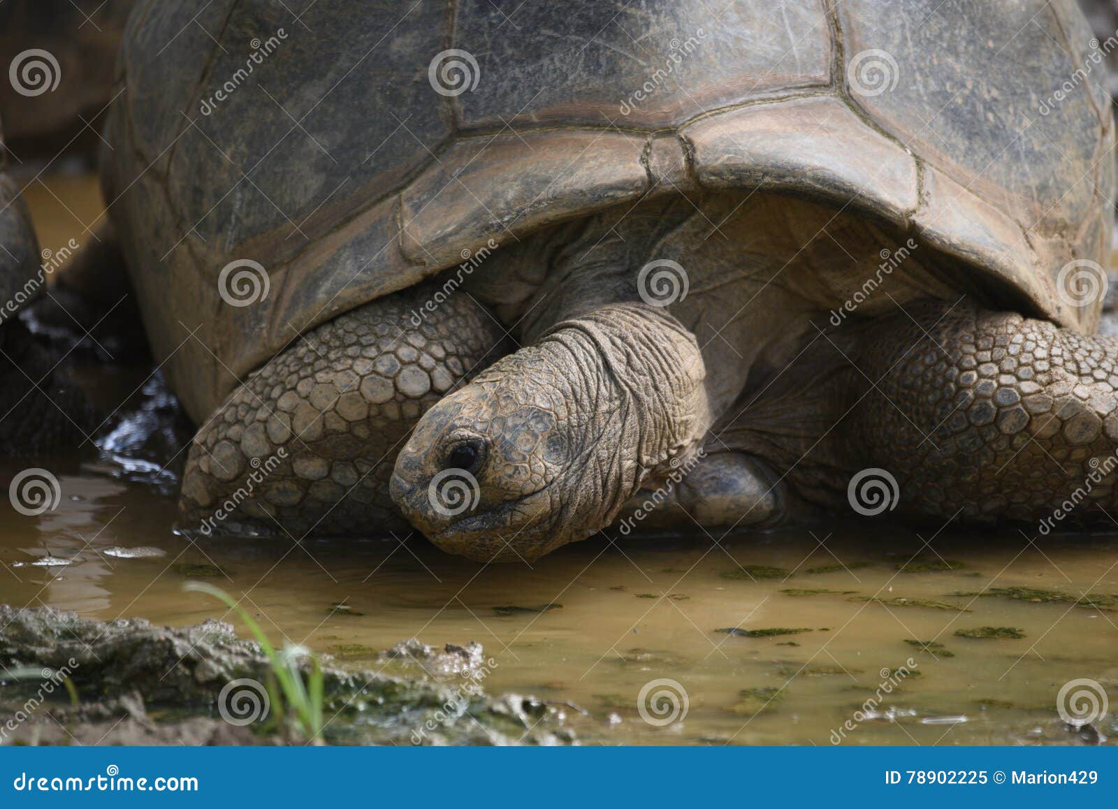 Tortoise drinking water stock image. Image of adult, crepuscular - 78902225