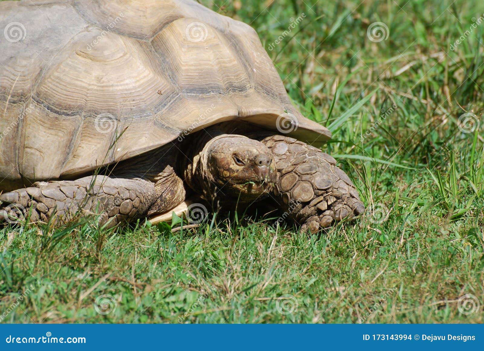 Tortoise Eating Blades of Grass in the Wild Stock Photo - Image of ...