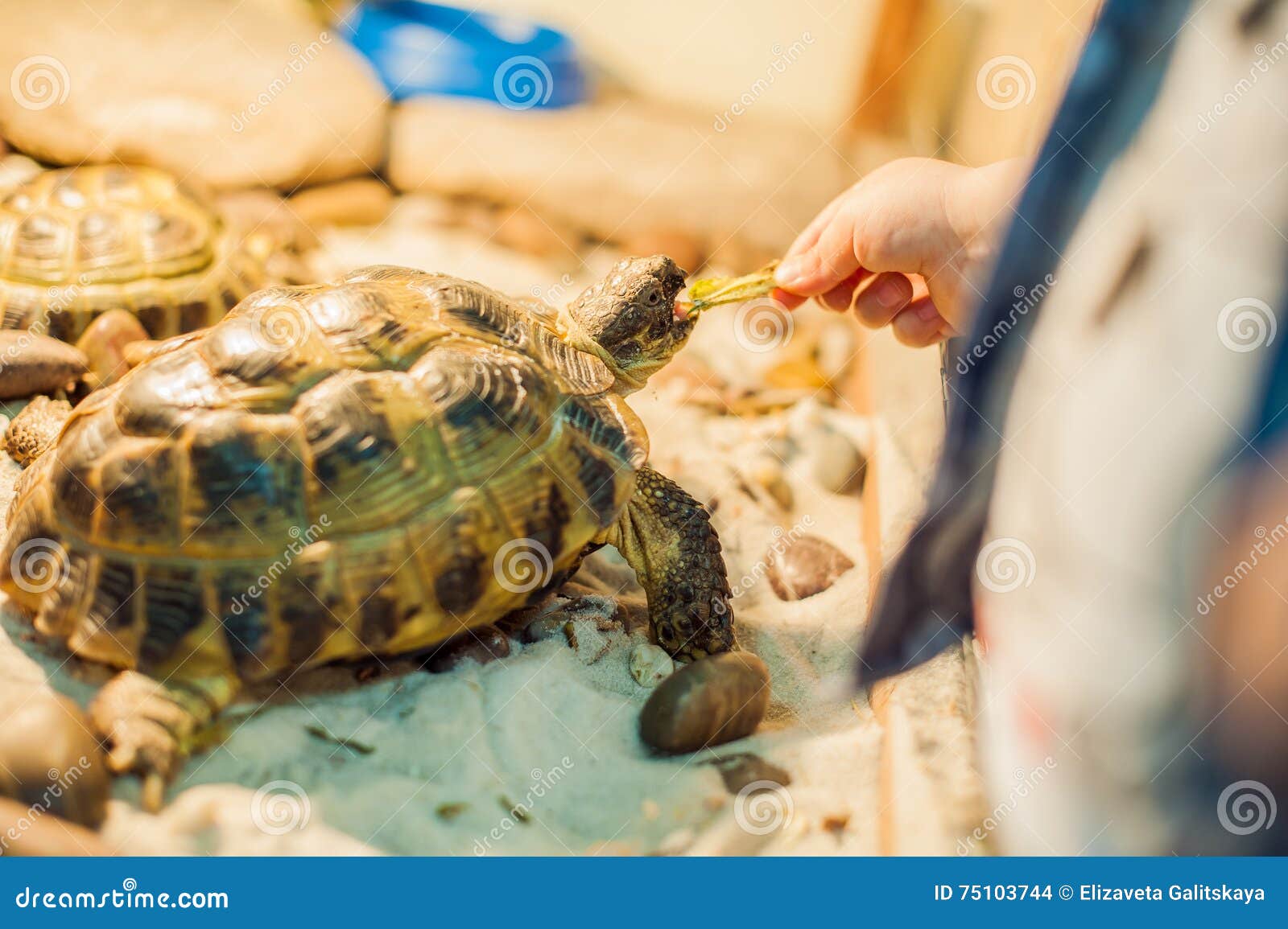 Tortoise eating leaves stock photo. Image of kindergarden - 75103744