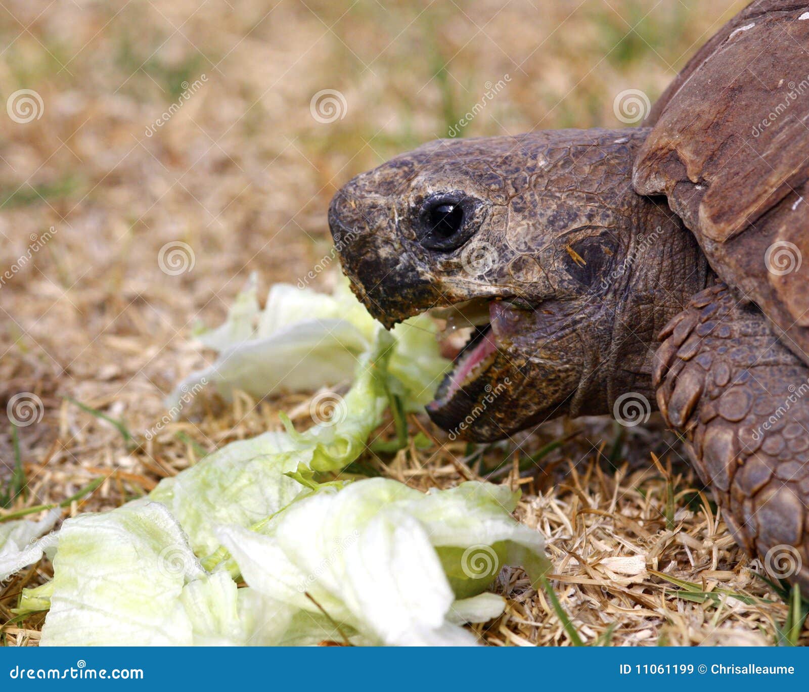 Tortoise Eating Lettuce Leaves Stock Image - Image of exotic, beauty ...