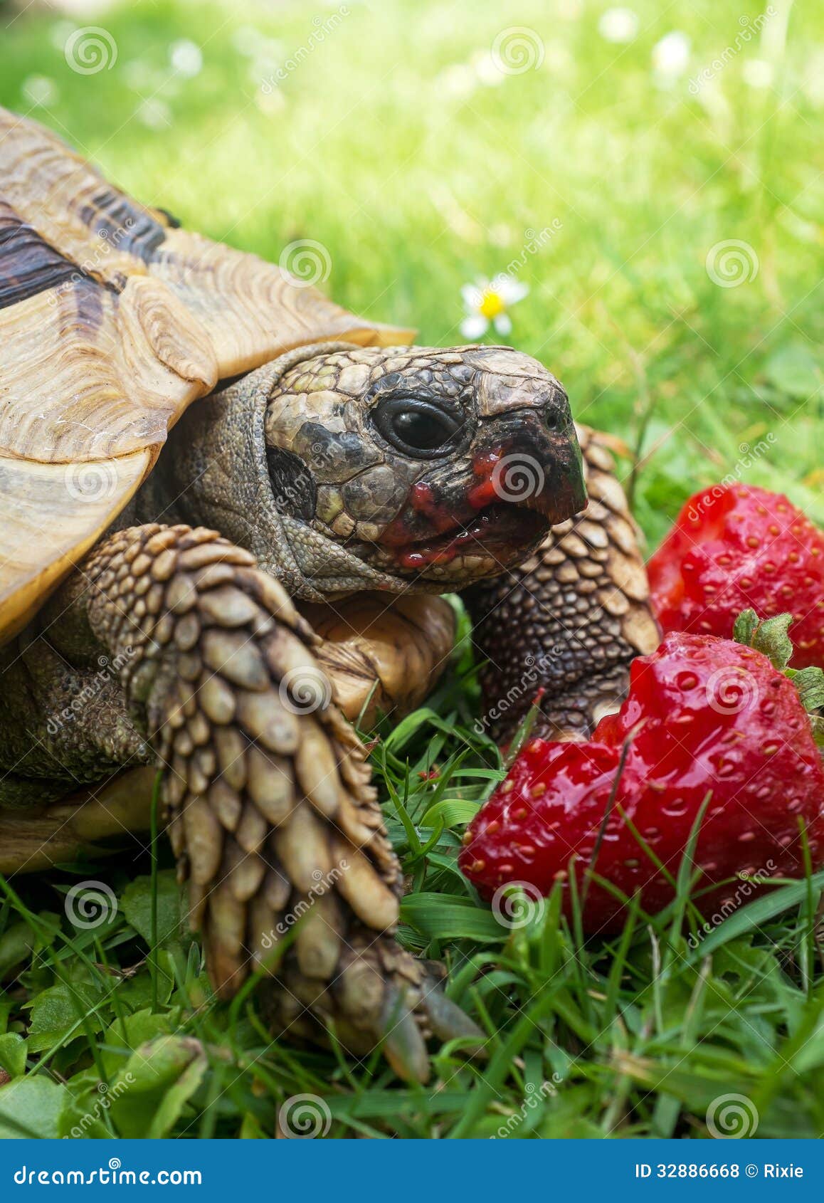 Tortoise Eating Strawberries Stock Photo - Image of eating, endangered ...
