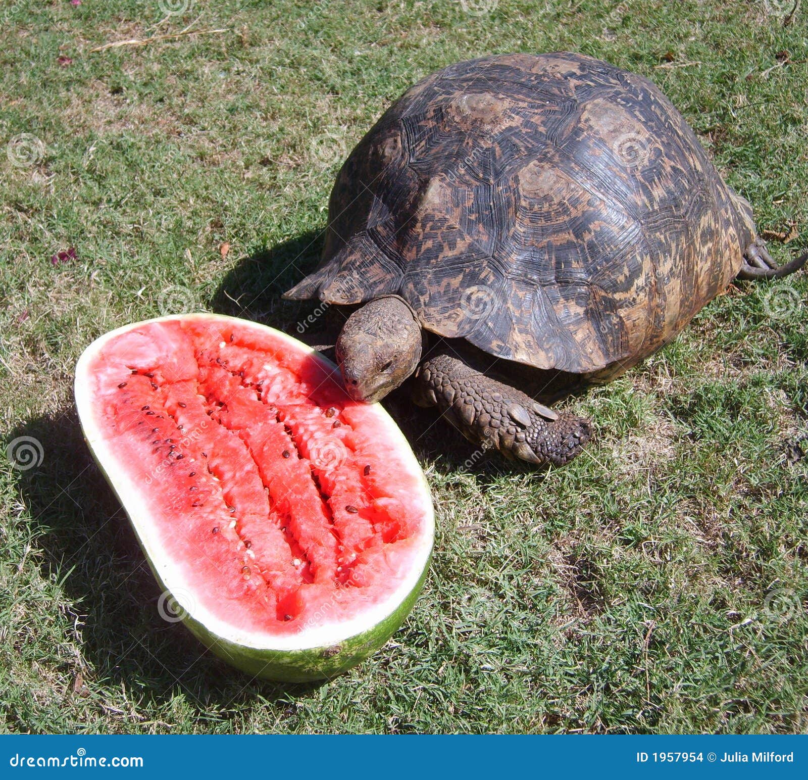 Tortoise eating watermelon stock photo. Image of african - 1957954
