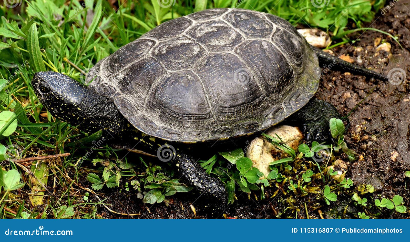 Tortoise, Emydidae, Turtle, Terrestrial Animal Picture. Image: 115316807