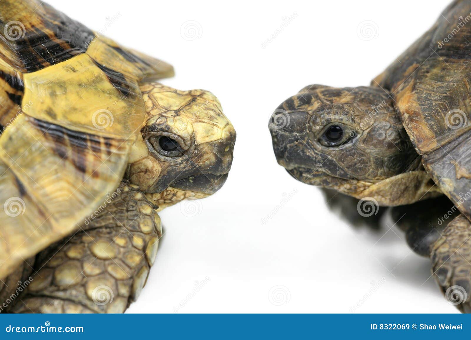 Tortoise Face to Face stock image. Image of annual, close - 8322069