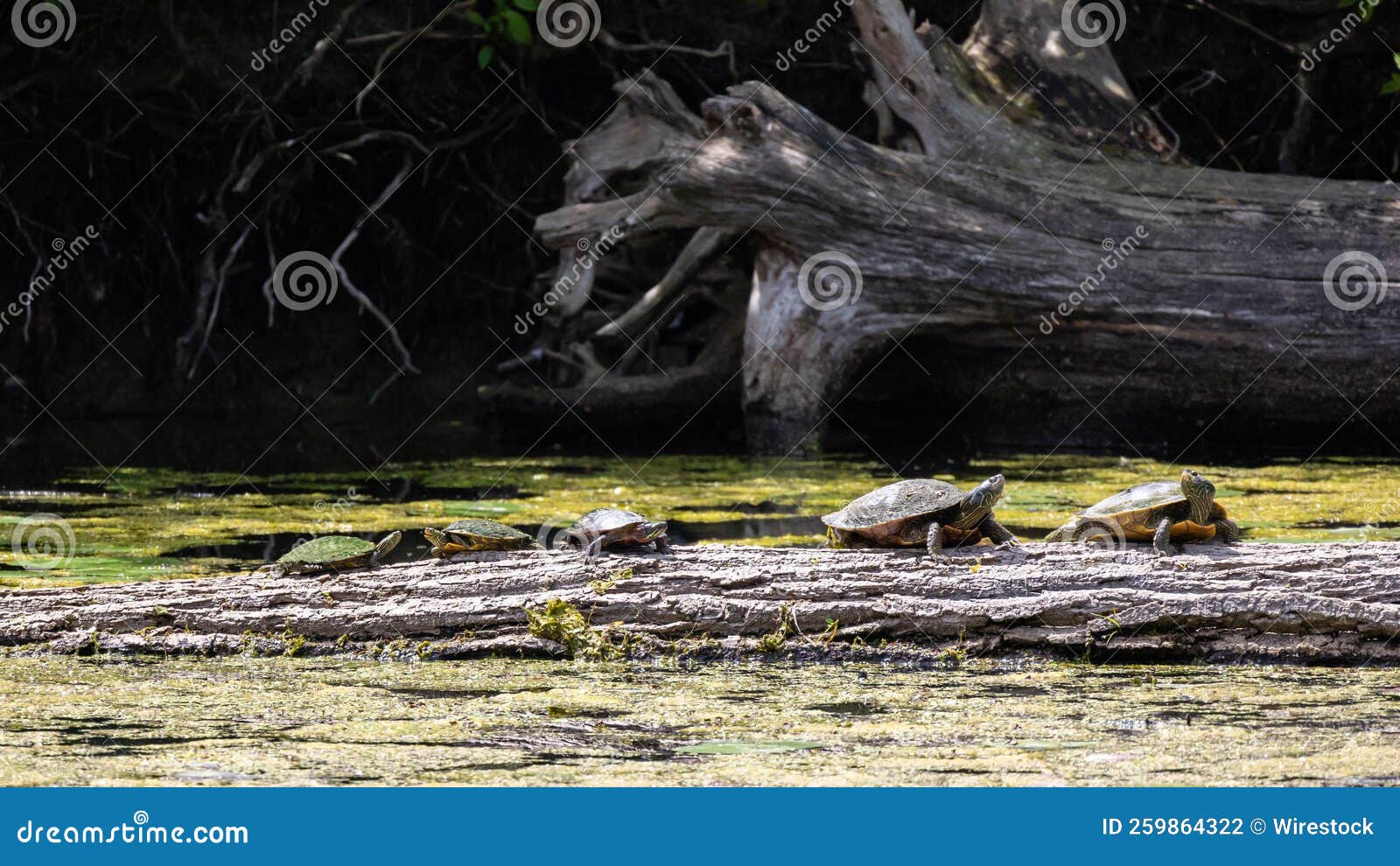 Tortoise Family on Tree Bark on the Ground Stock Photo - Image of ...