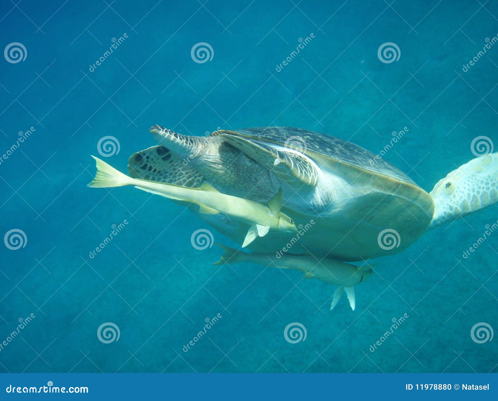 Tortoise and Fishes of Bore Stock Photo - Image of motion, green: 11978880