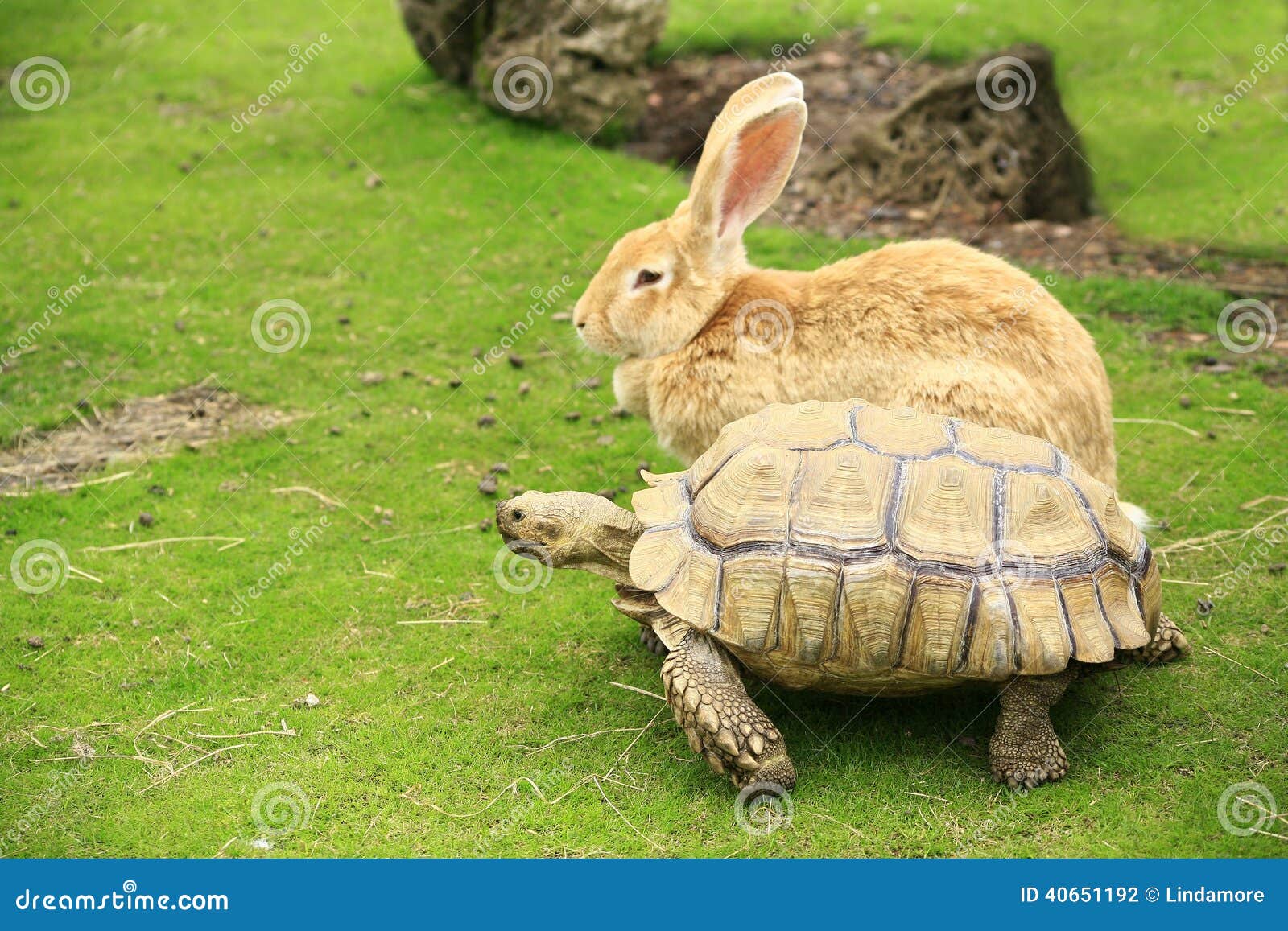 Tortoise And Giant Rabbit Starting A Race Royalty-Free Stock Image ... Tortoise And Giant Rabbit Starting A Race Royalty-Free Stock Image ...