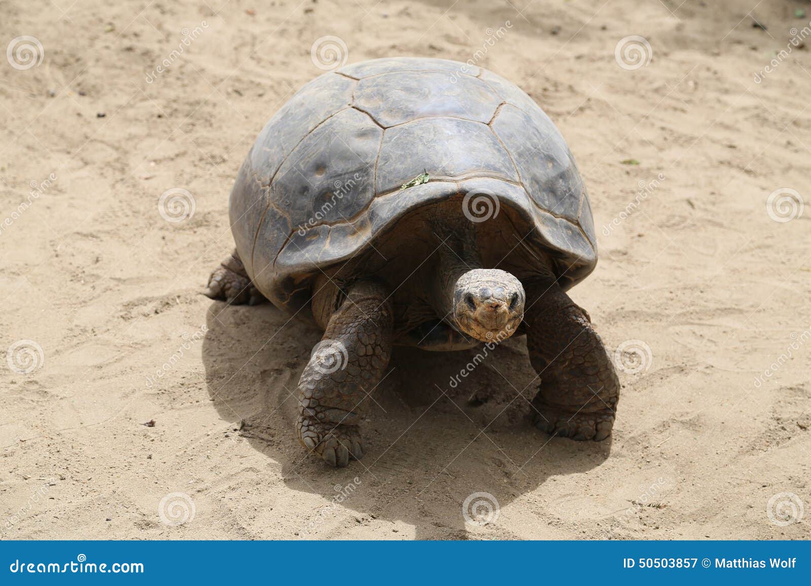 Tortoise stock image. Image of soil, turtle, nigra, giant - 50503857