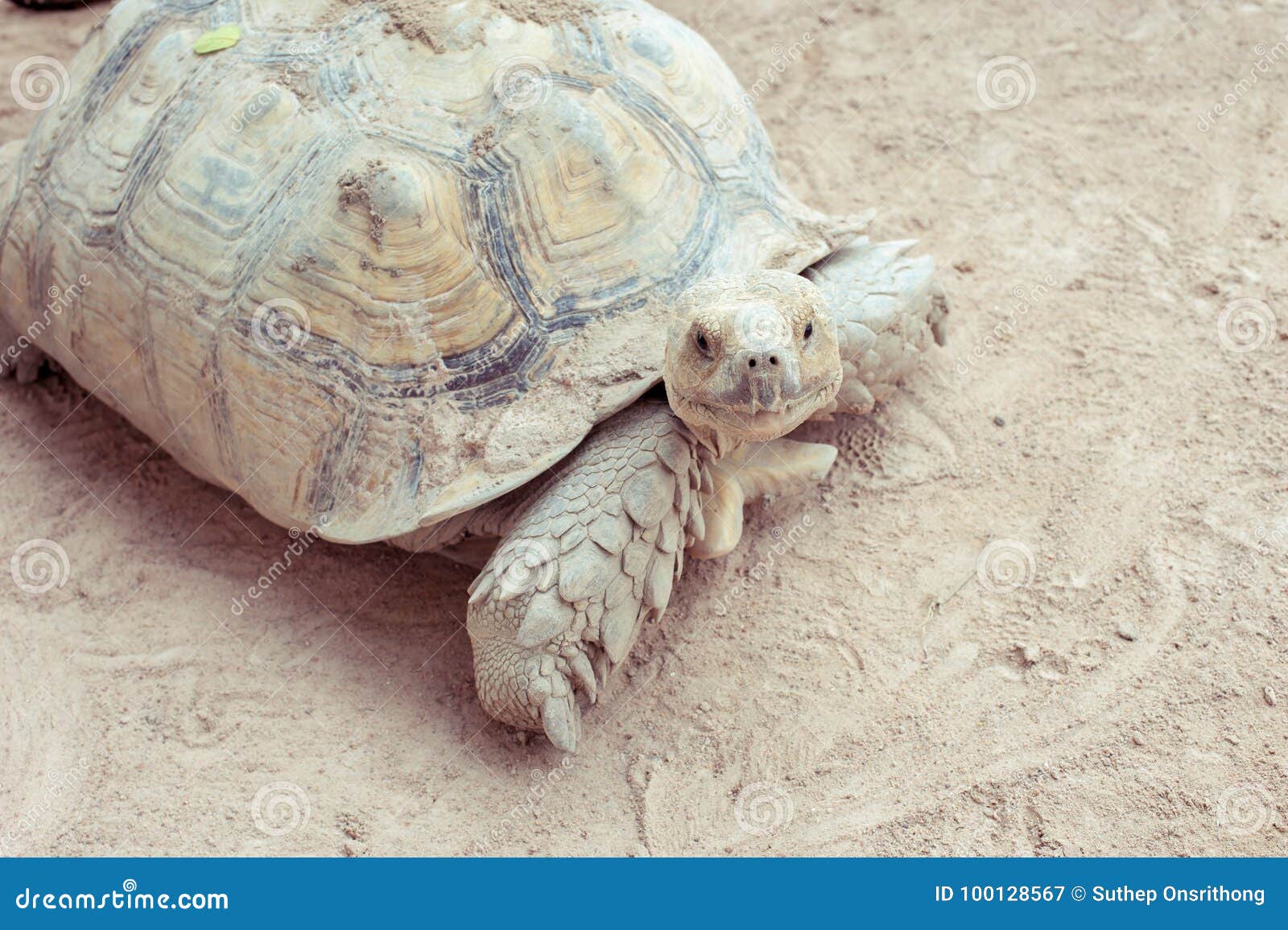 Tortoise stock image. Image of closeup, head, ancient - 100128567