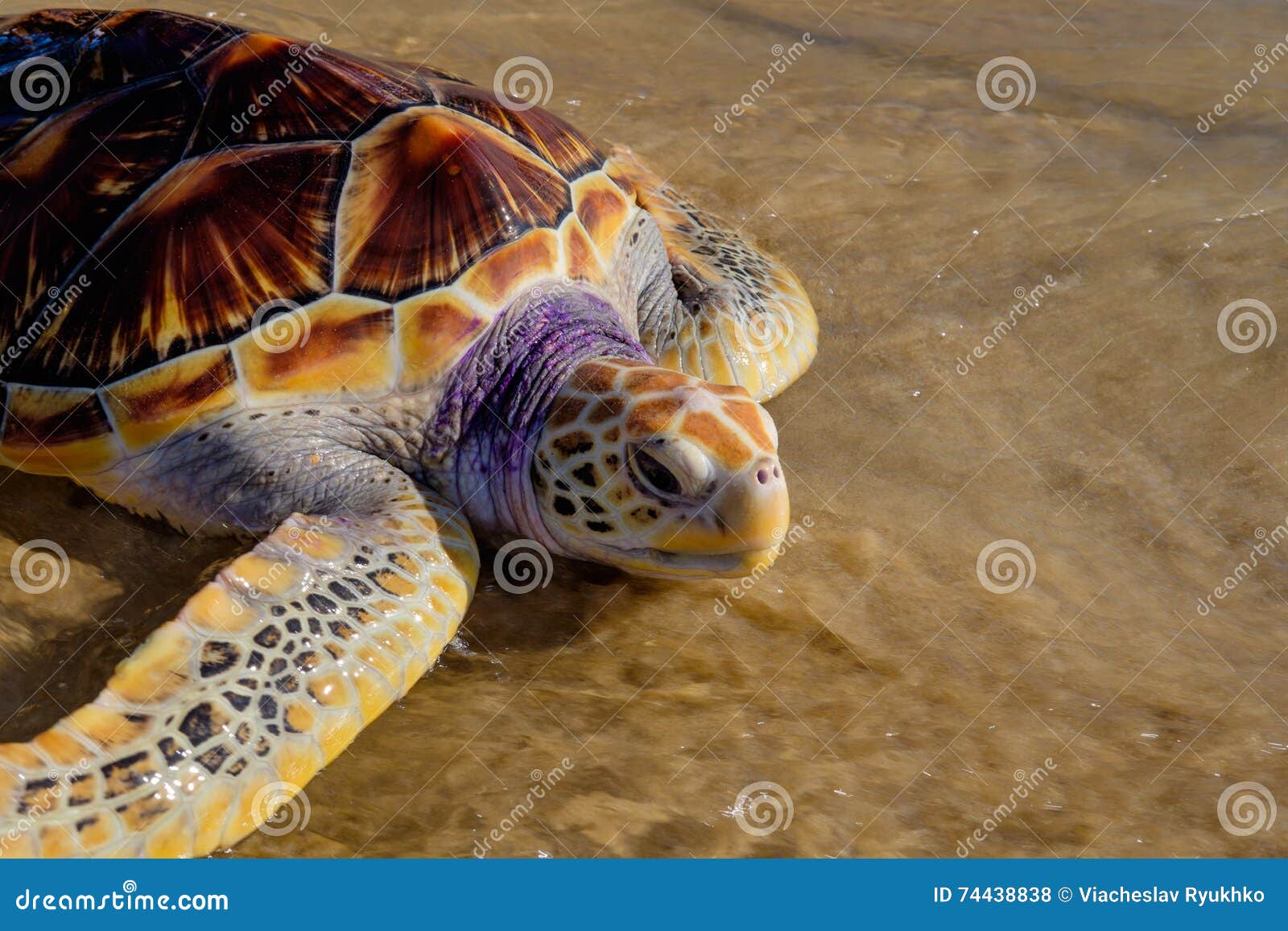 Tortoise is Going into the Sea on the Sand Beach Stock Photo - Image of ...
