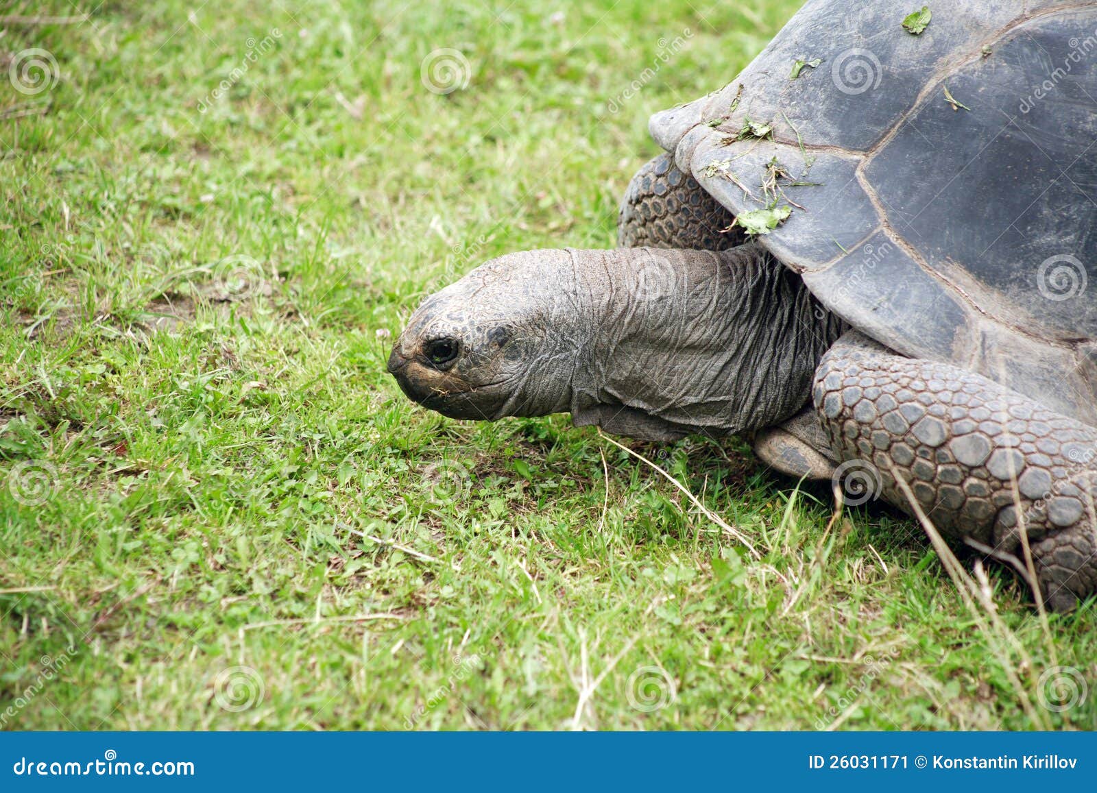 Tortoise on Grass stock image. Image of tortoise, skin - 26031171