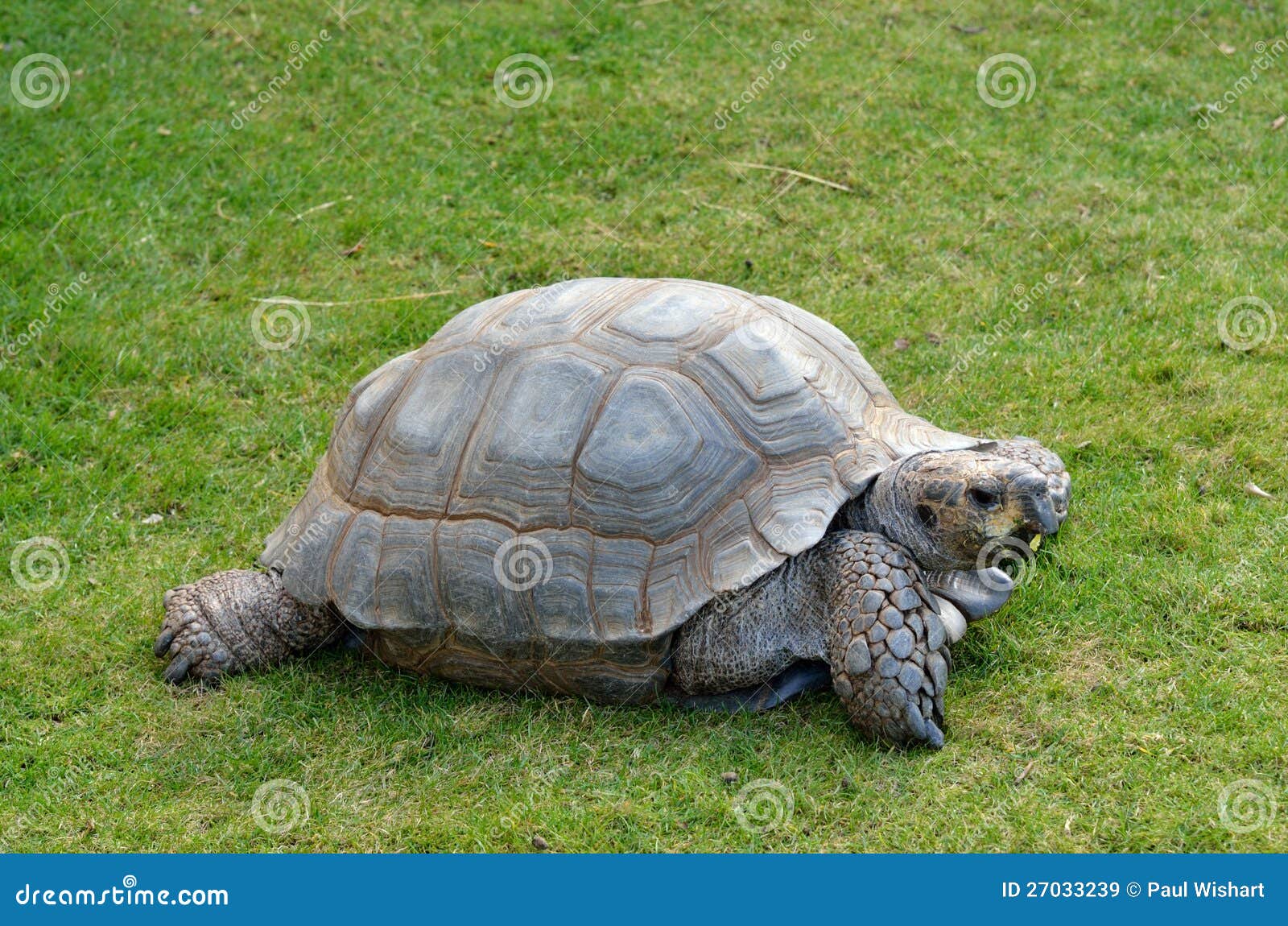 Tortoise on grass stock image. Image of reptile, environment - 27033239
