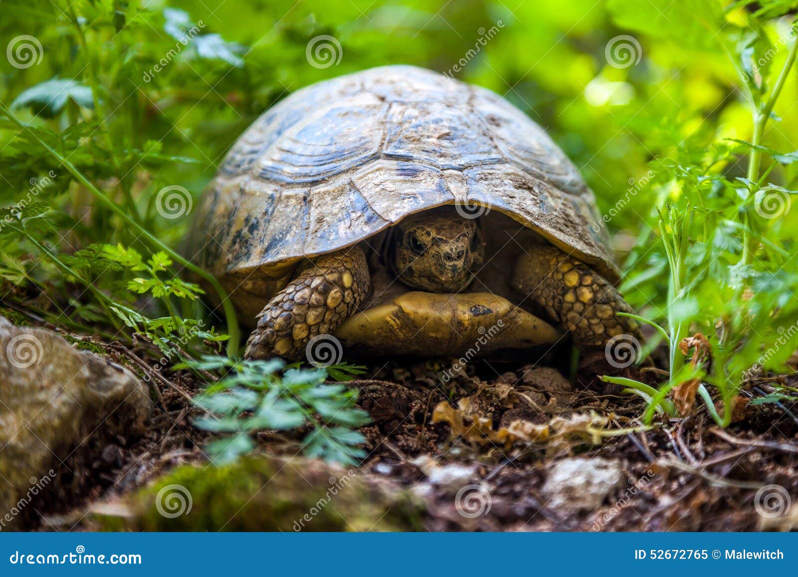 Tortoise stock image. Image of testudinate, turtle, ground - 52672765