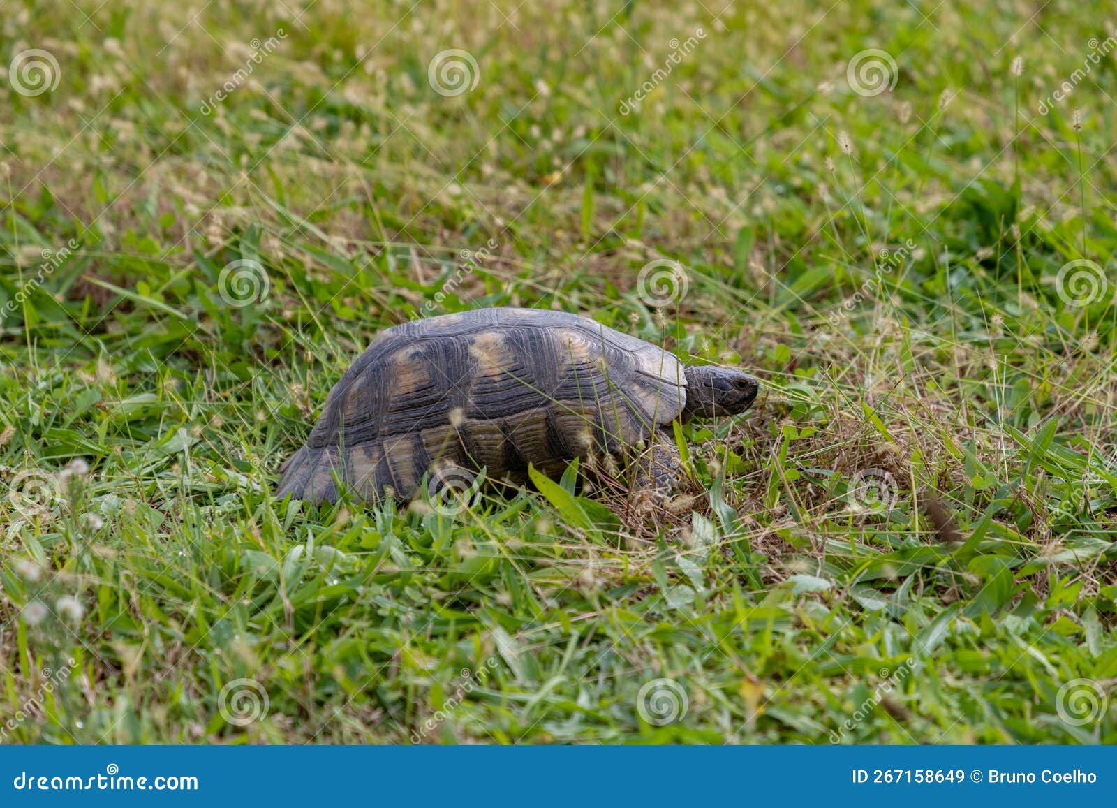 Tortoise in the Grass stock image. Image of nature, shell - 267158649