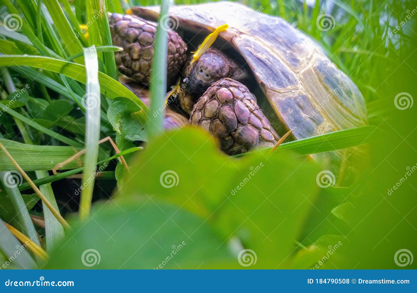 Tortoise Grass Russian Tortoise Grass Picture Stock Photo - Image of ...