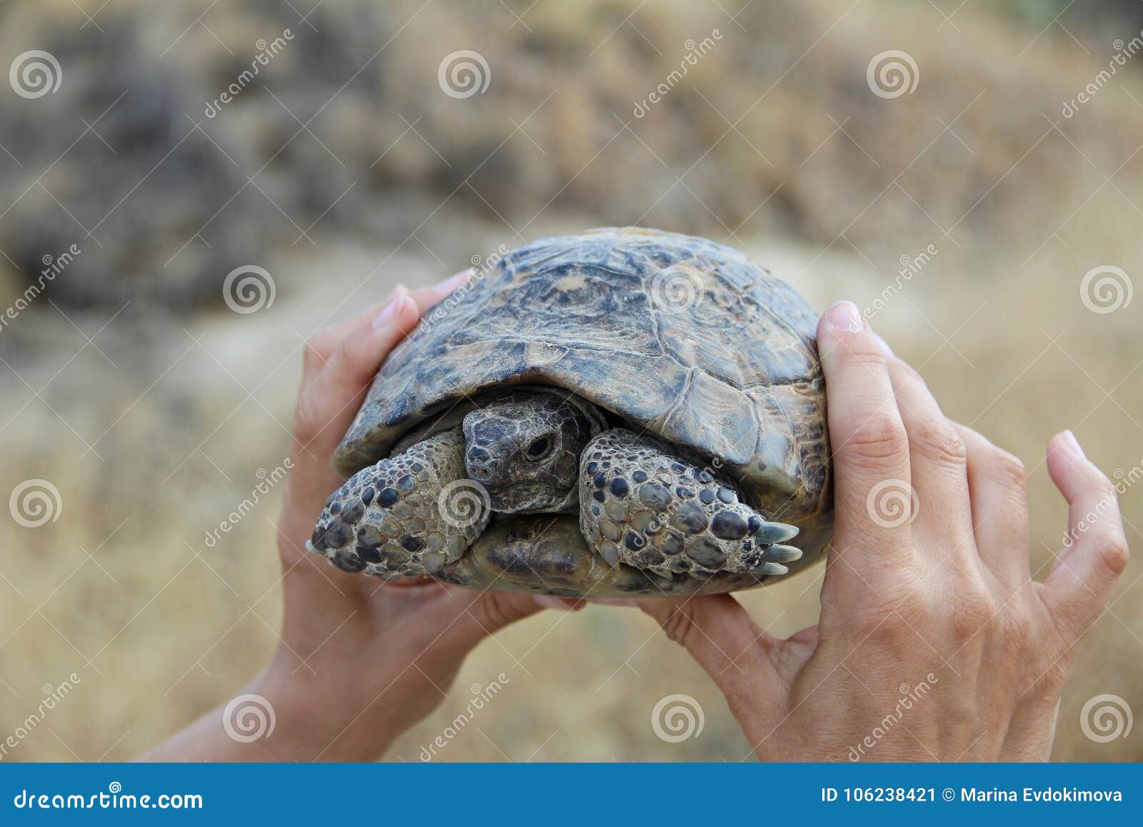 Tortoise in the hands. stock image. Image of protection - 106238421
