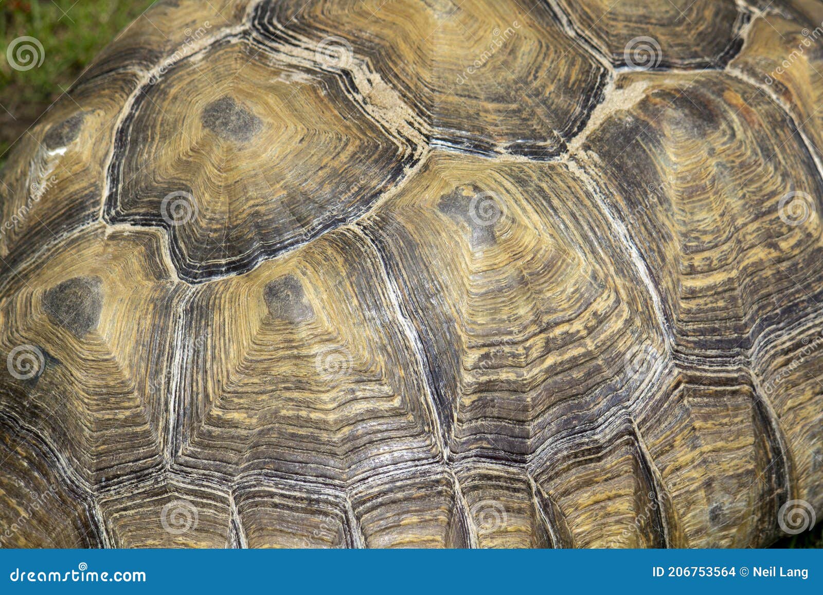 Tortoise Hard Shell with Natural Pattern Stock Photo - Image of british ...