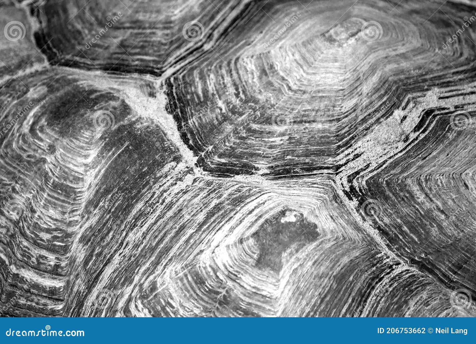 Tortoise Hard Shell with Natural Pattern Stock Photo - Image of ...