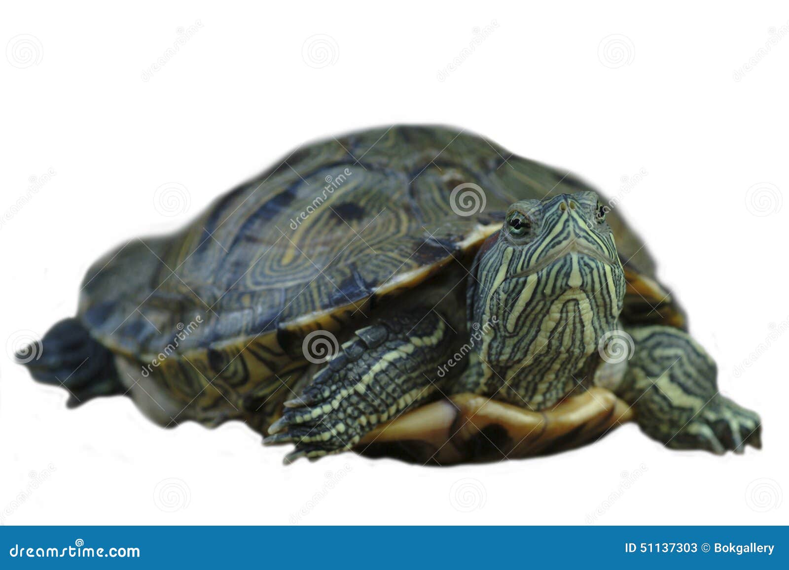 Tortoise stock image. Image of tortoise, crawling, wildlife - 51137303
