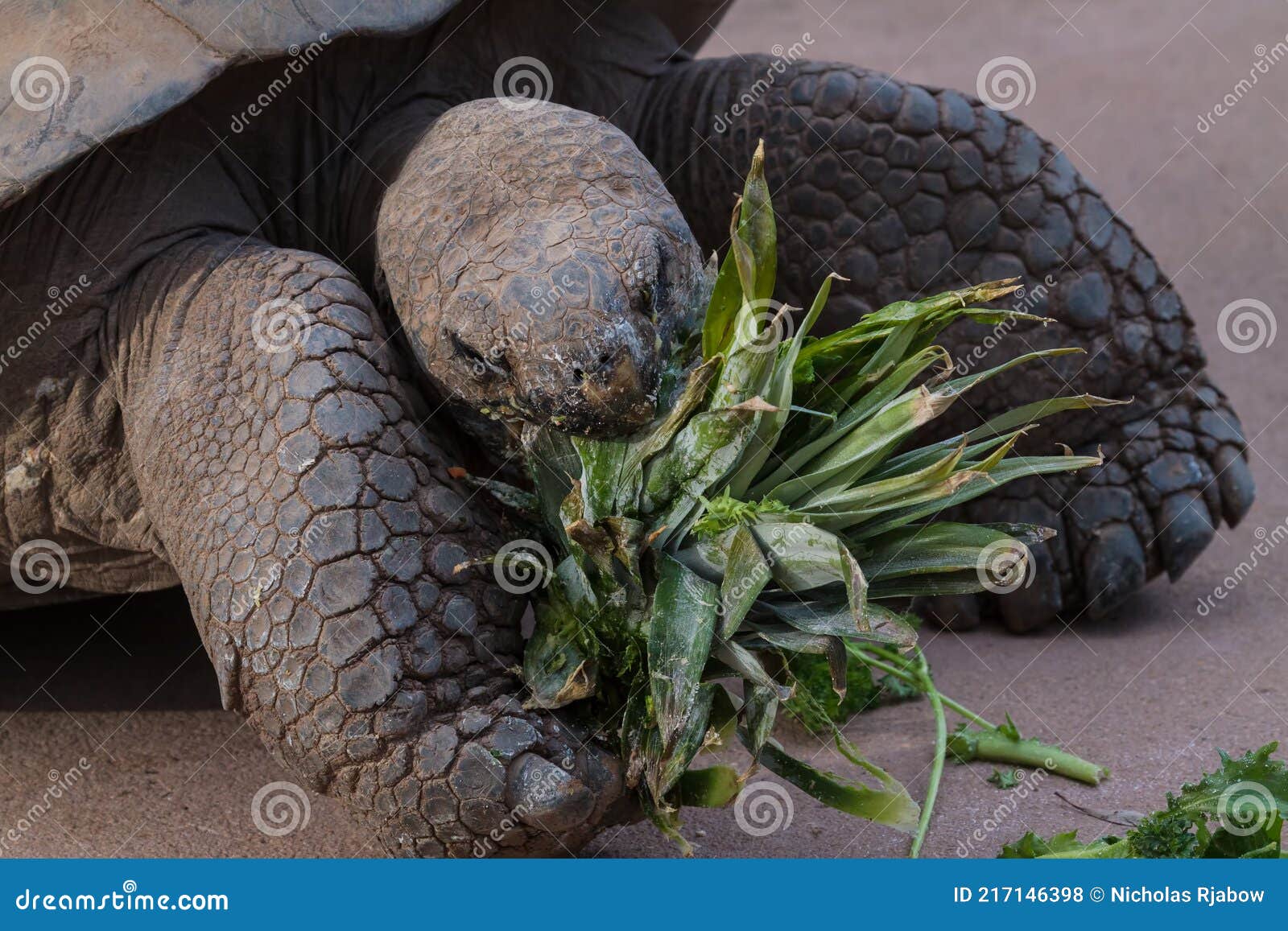 Tortoise Eating stock photo. Image of greens, food, reptile - 217146398