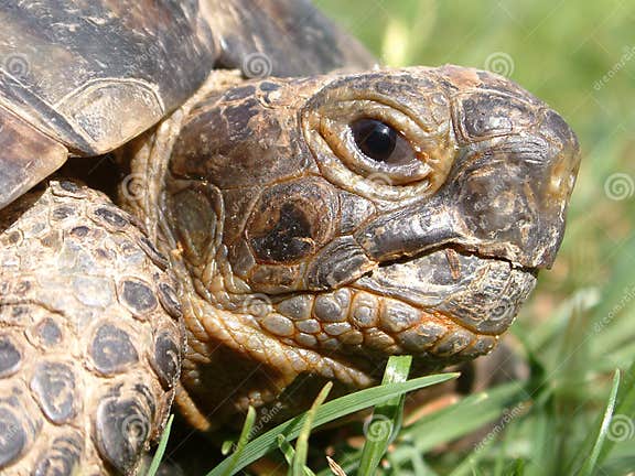 Tortoise head stock image. Image of scales, tortoiseshell - 3563