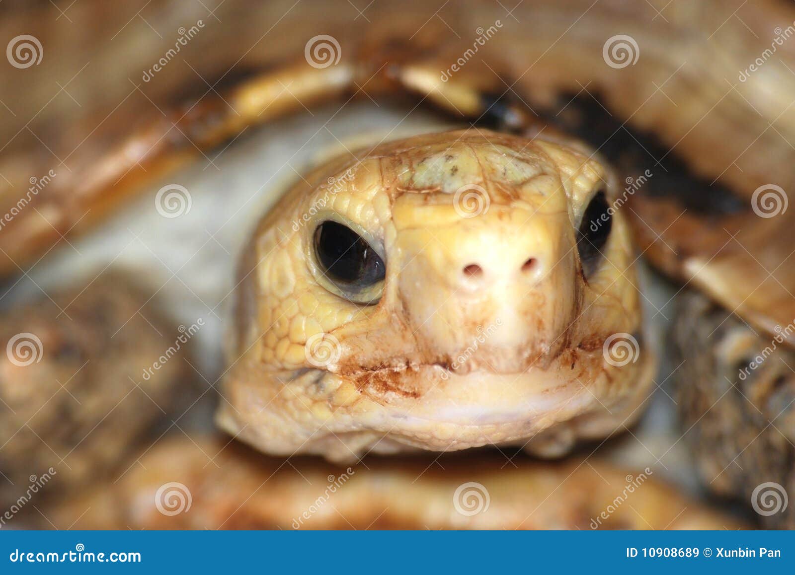 Tortoise head stock image. Image of china, close, animal - 10908689