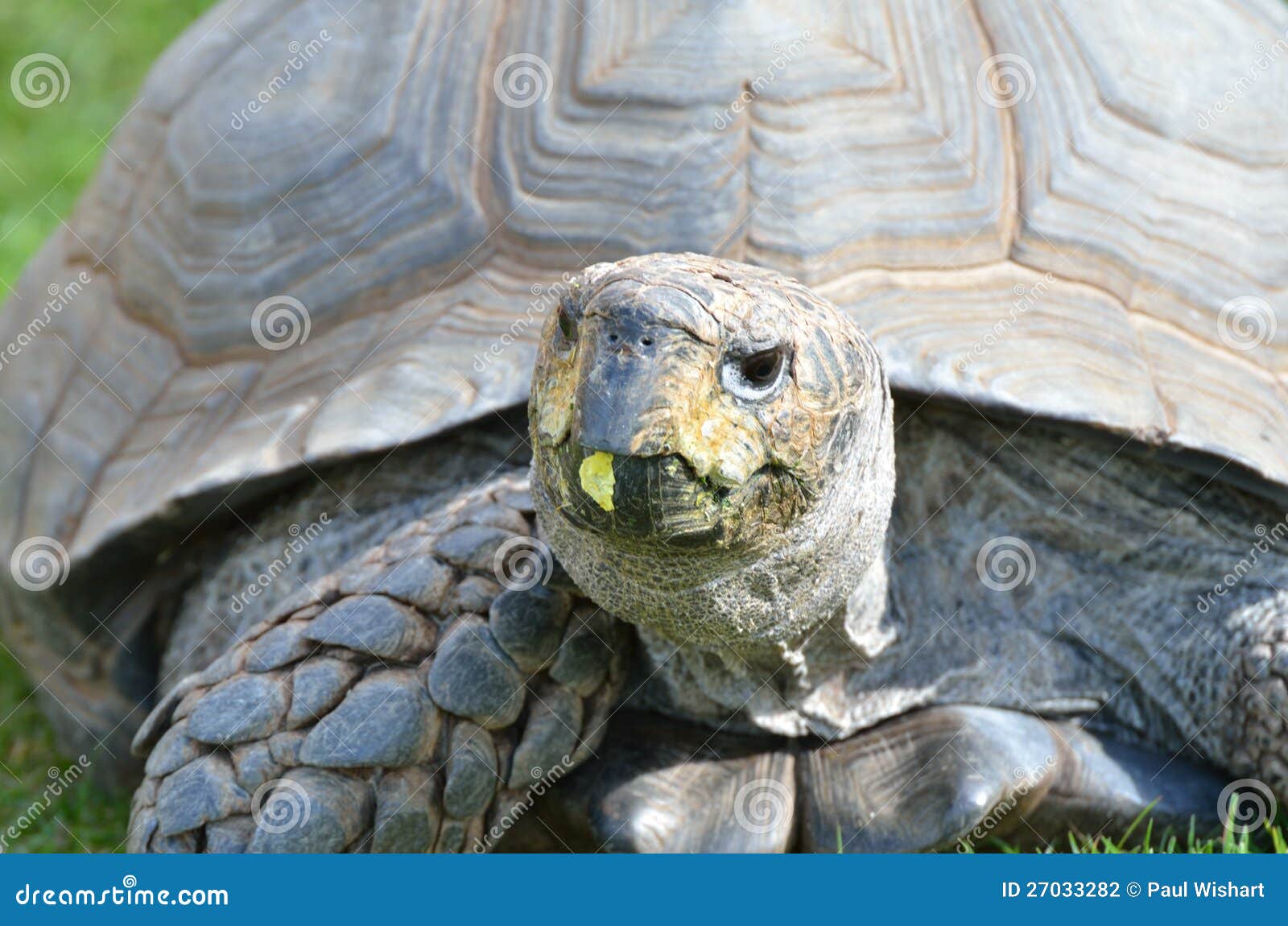 Tortoise Head stock photo. Image of scales, reptile, african - 27033282