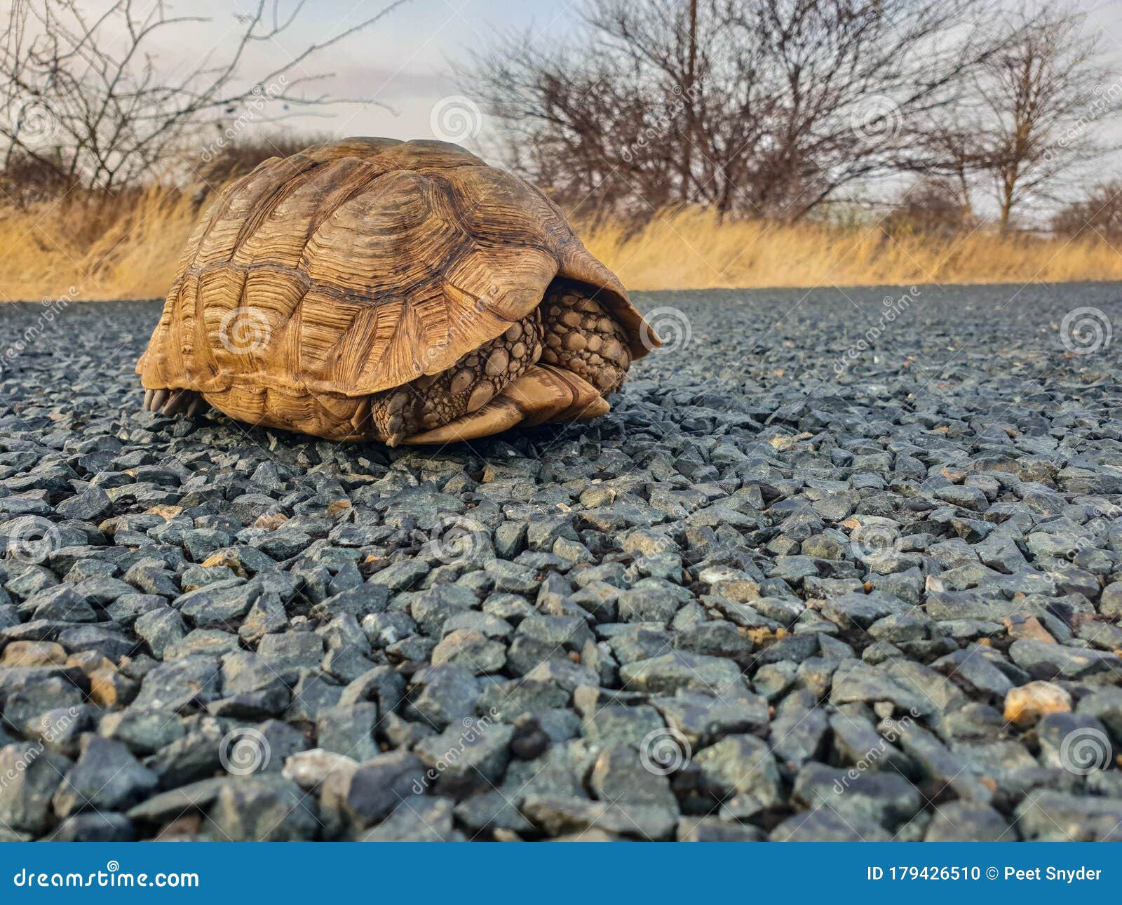 Tortoise Hiding Inside while on the Tar Road Stock Photo - Image of ...