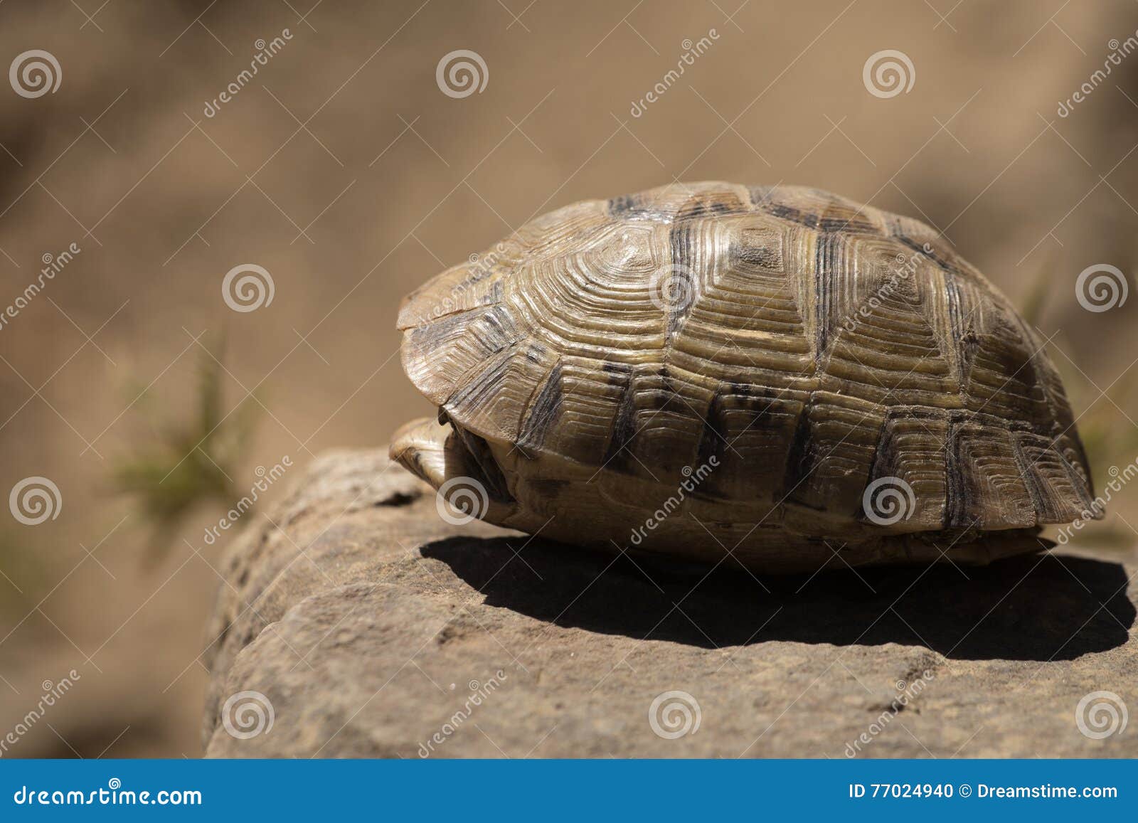 Tortoise hiding in shell stock photo. Image of reptile - 77024940