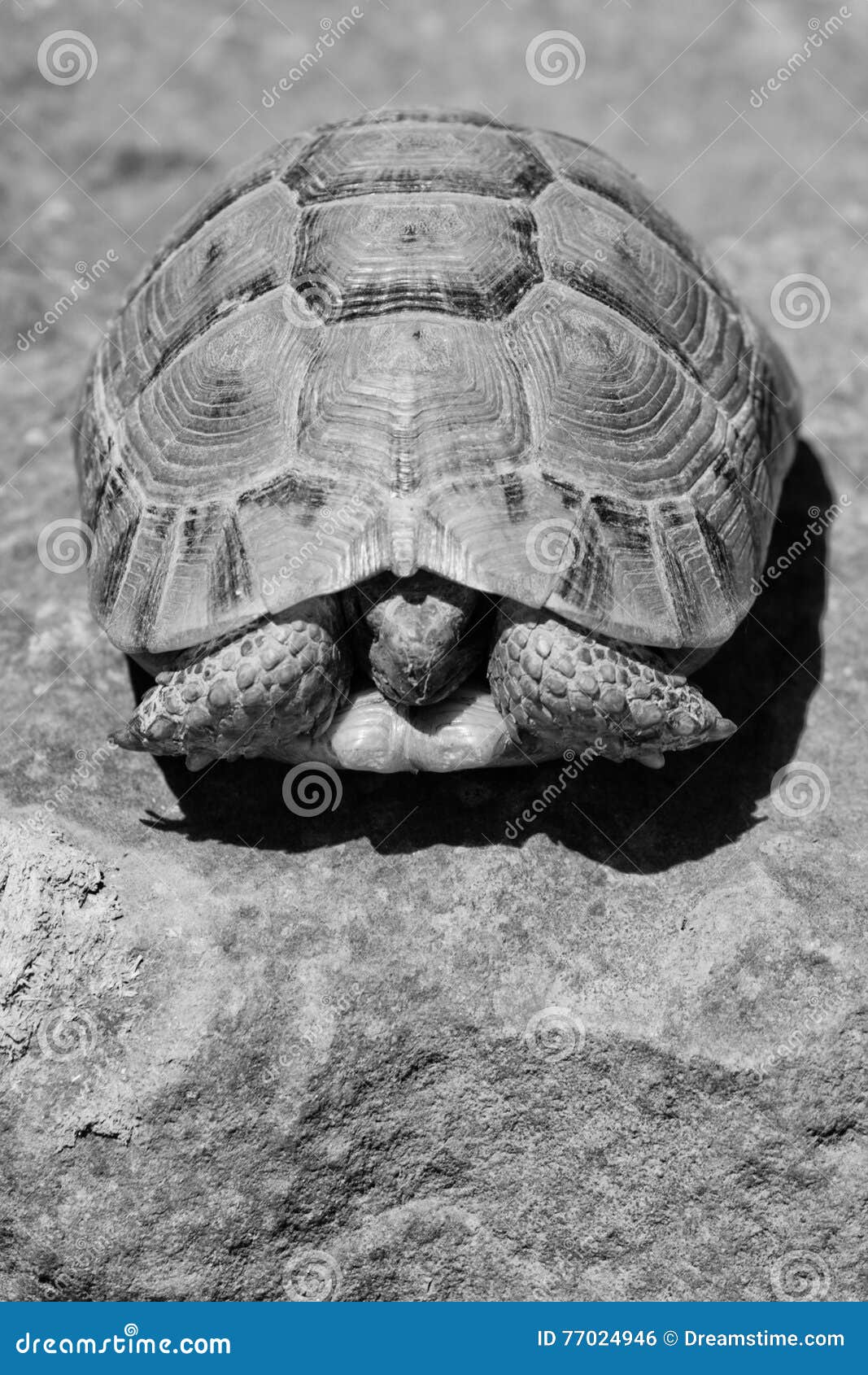 Tortoise hiding in shell stock photo. Image of textured - 77024946
