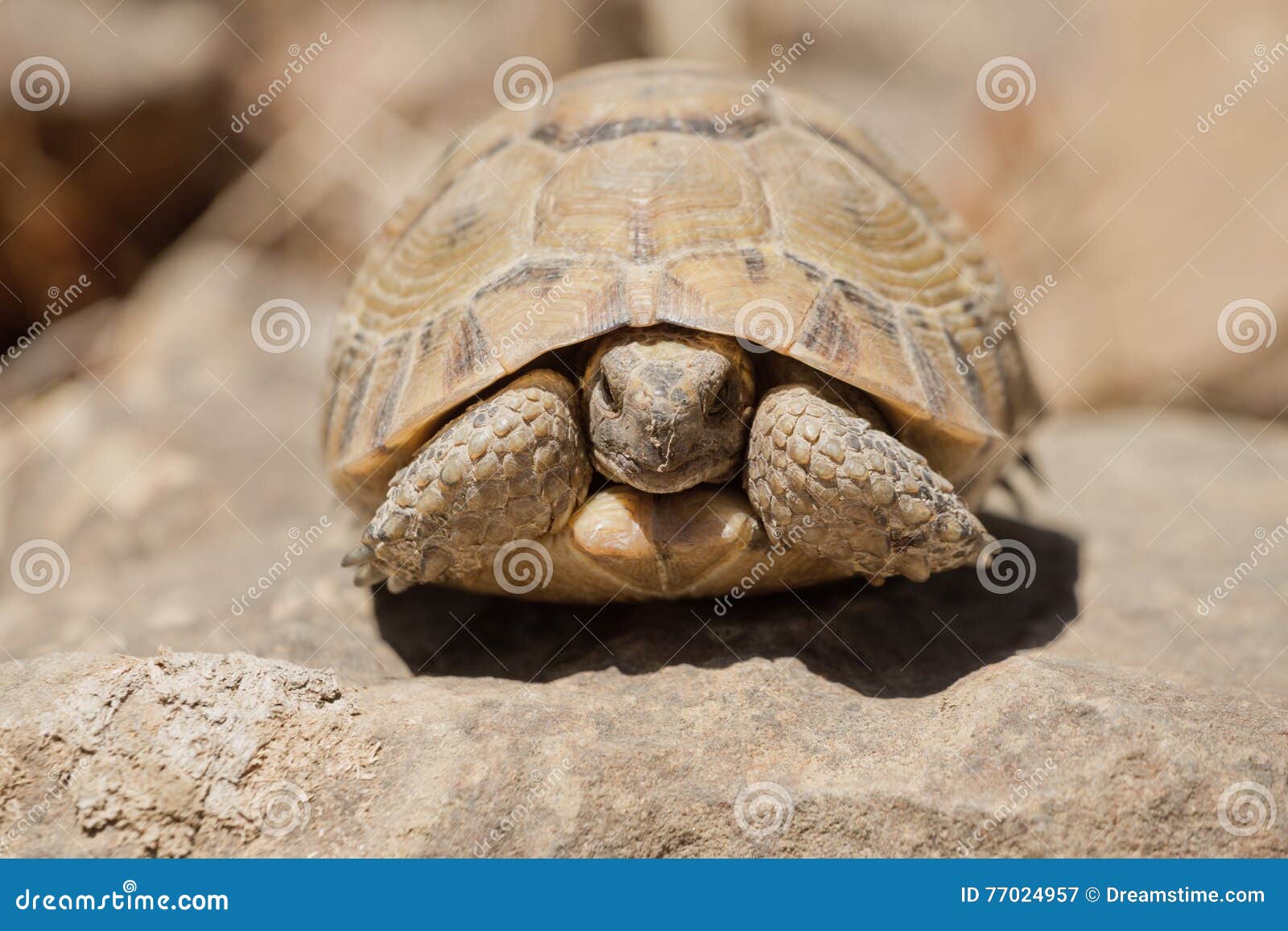 Tortoise hiding in shell stock image. Image of laying - 77024957