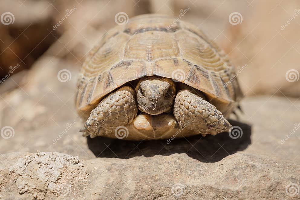 Tortoise hiding in shell stock image. Image of laying - 77024957