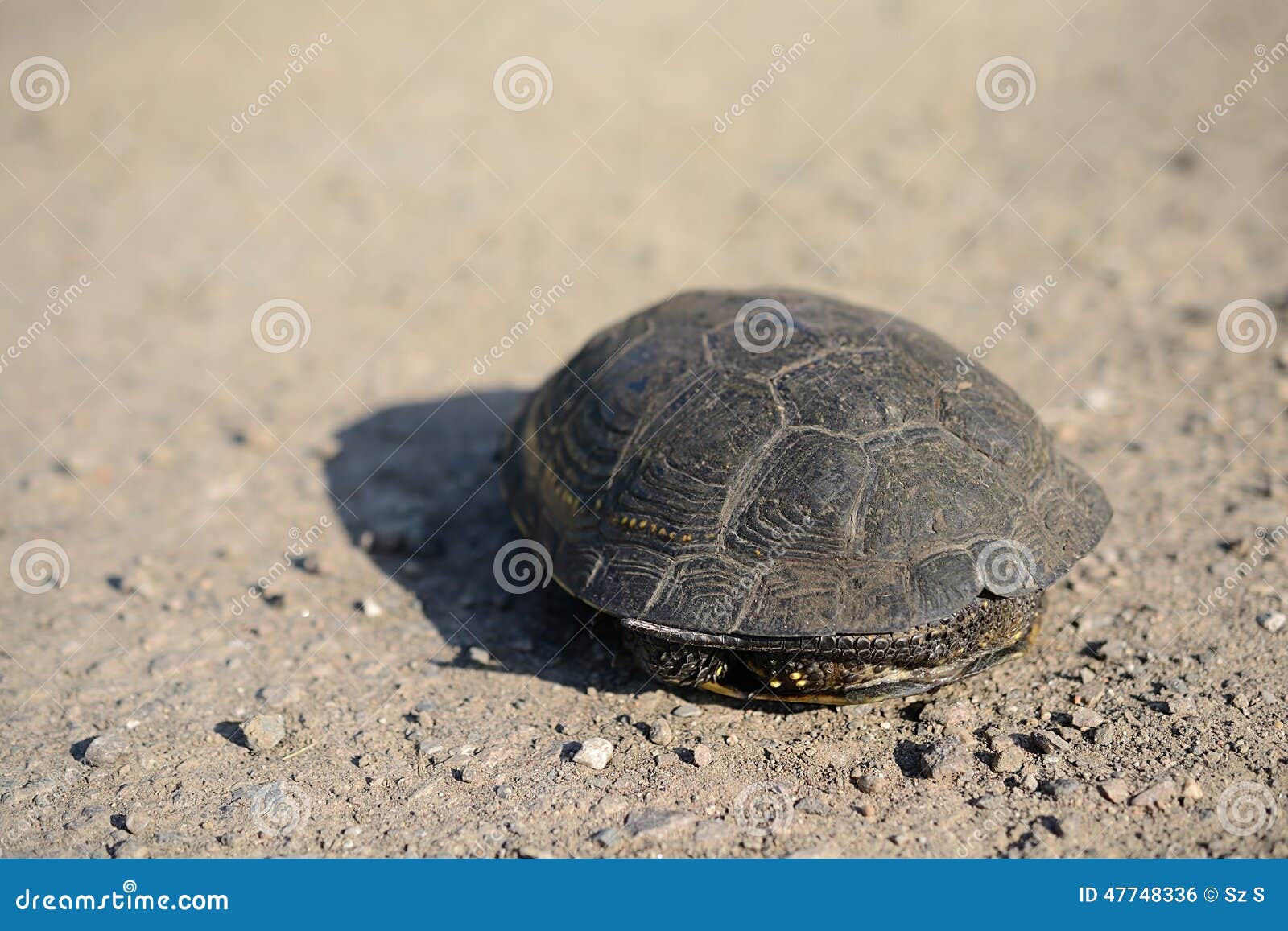 Tortoise in home stock photo. Image of reptile, cute - 47748336