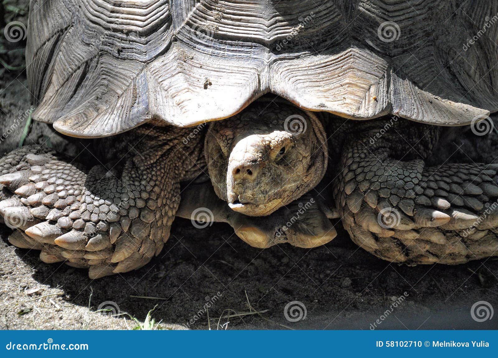 Tortoise stock photo. Image of head, feed, hard, eating - 58102710