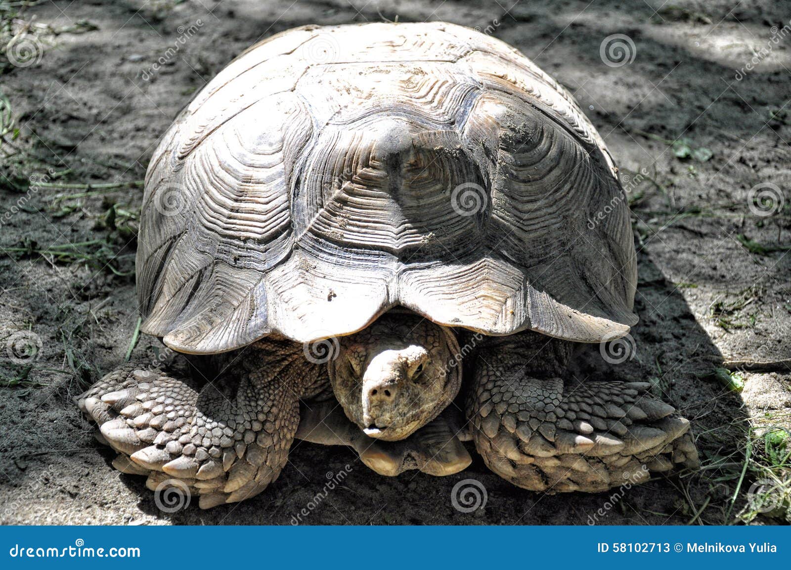 Tortoise stock image. Image of island, claws, ecuador - 58102713