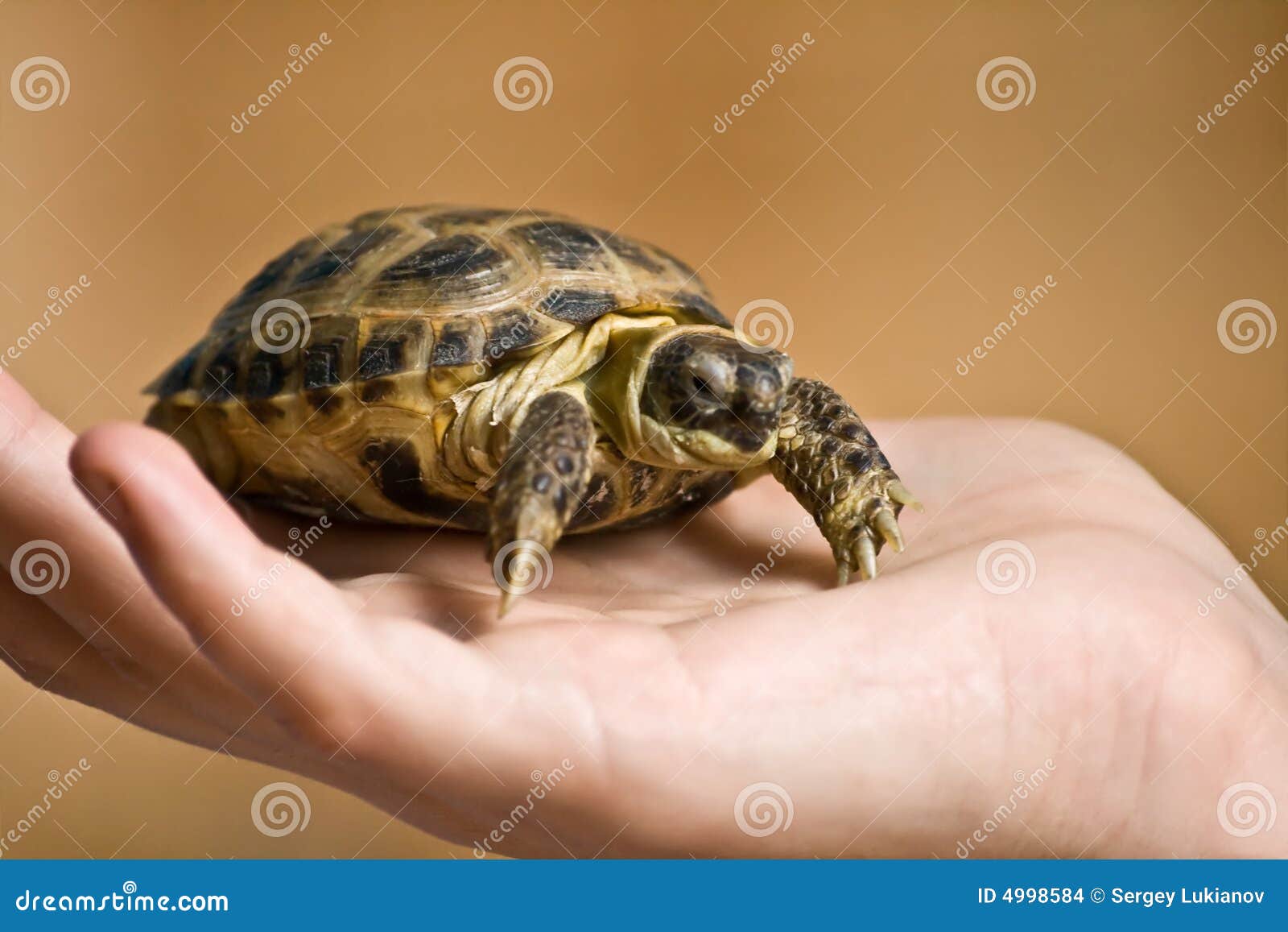 Tortoise on the human hand stock photo. Image of hard - 4998584