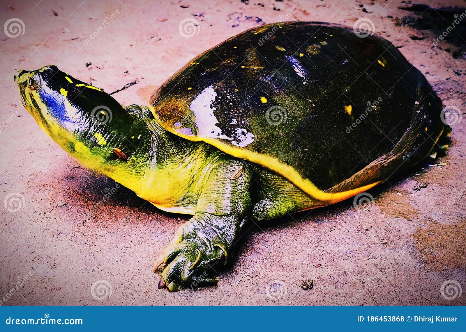 Tortoise in the Indian Bank of the River Stock Photo - Image of indian ...