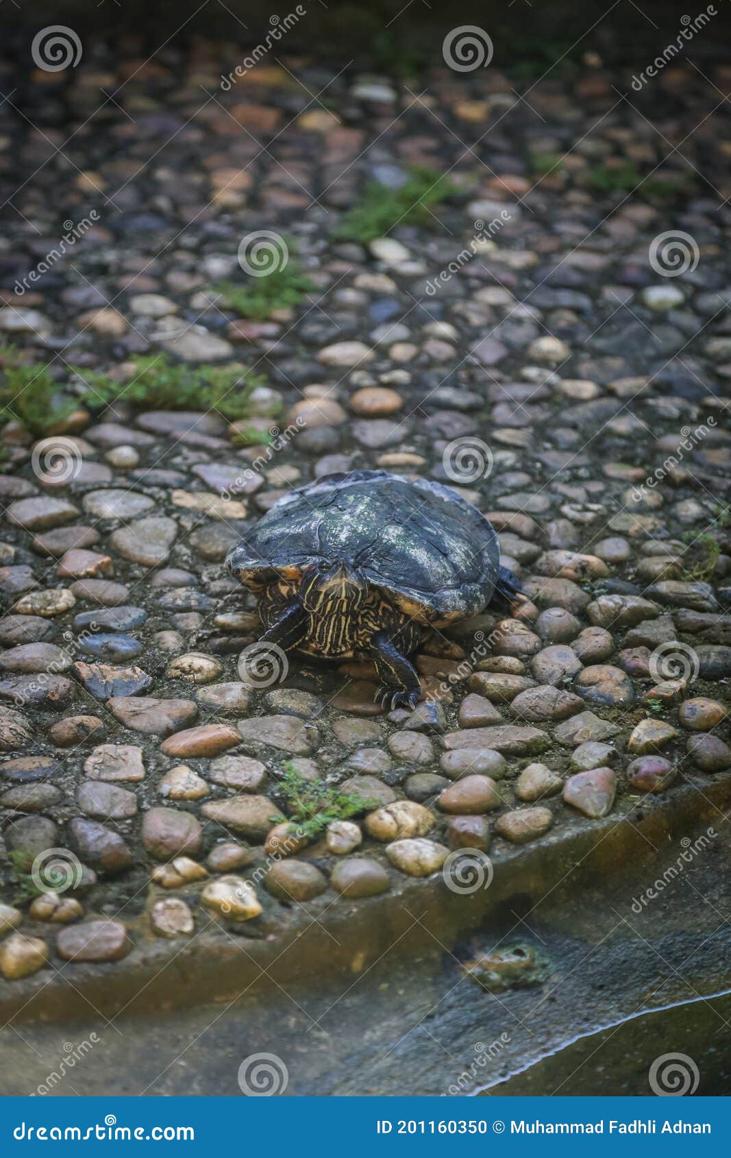 Tortoise inside a pond stock photo. Image of wildlife - 201160350