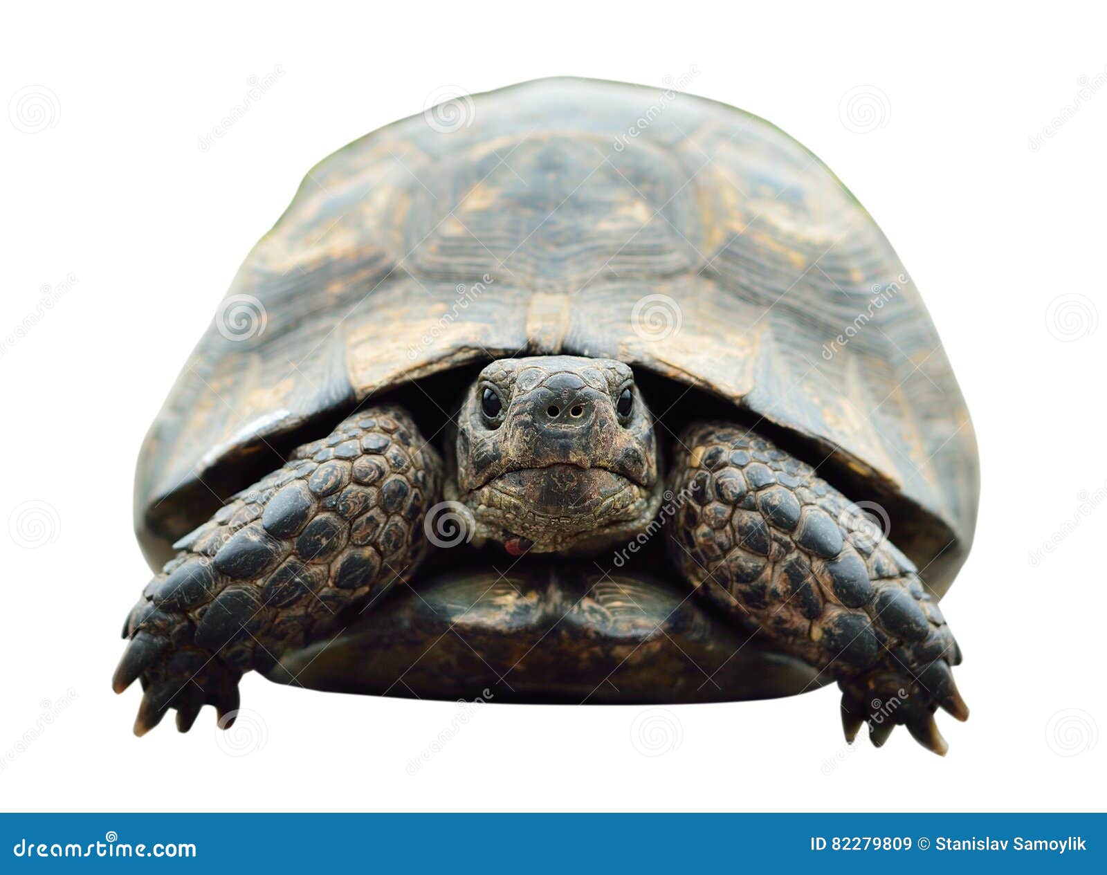 Photo Of Sea Turtle In The Galapagos Island. Tropical Beach Background ...