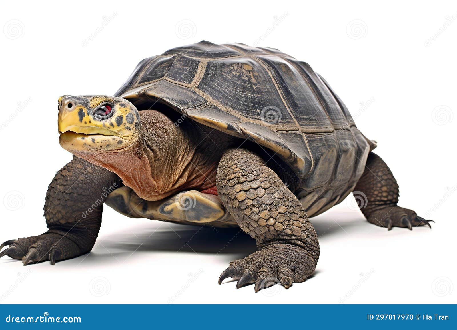 Tortoise Isolated on White Background, Side View Stock Illustration ...