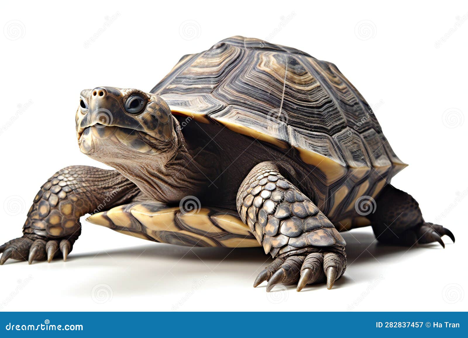 A Tortoise In Studio Royalty-Free Stock Image | CartoonDealer.com ...