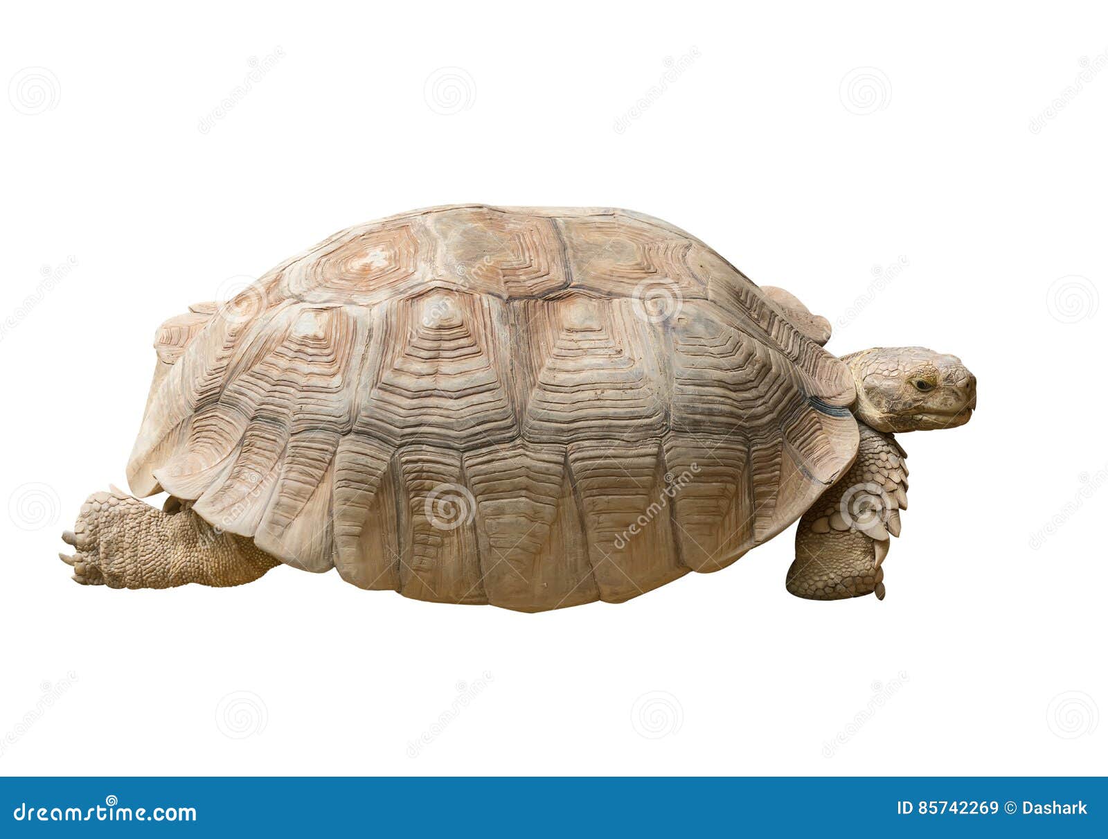 Tortoise Isolated on White stock image. Image of crawling - 85742269