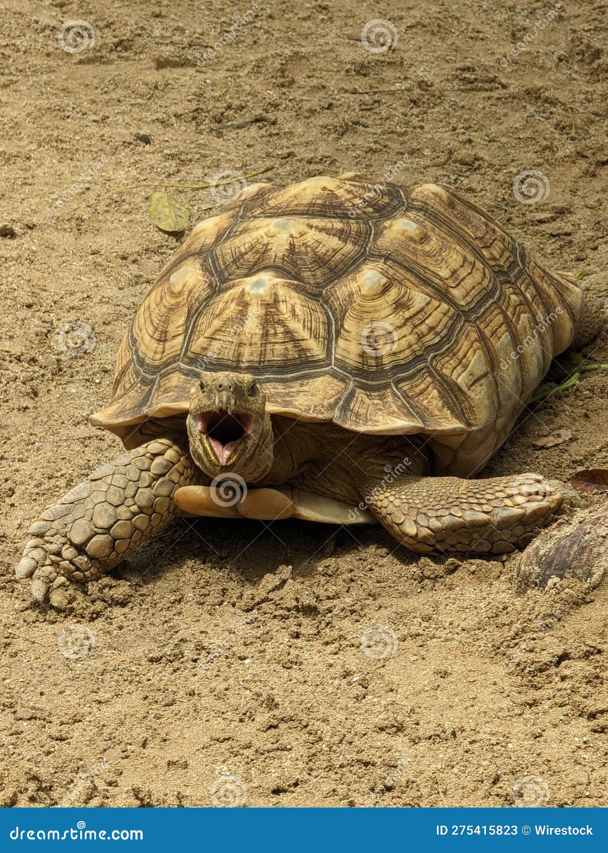 Tortoise with Its Mouth Open in an Enclosure Stock Image - Image of ...