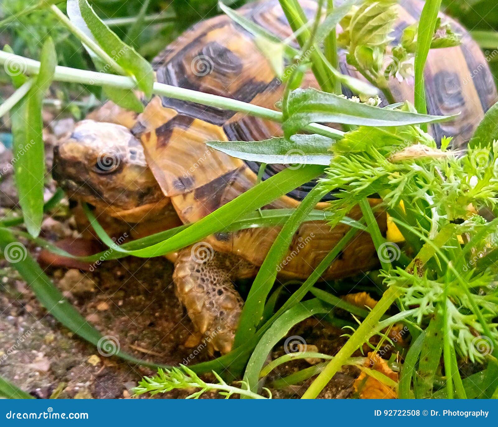 Tortoise stock photo. Image of animals, green, jungle - 92722508