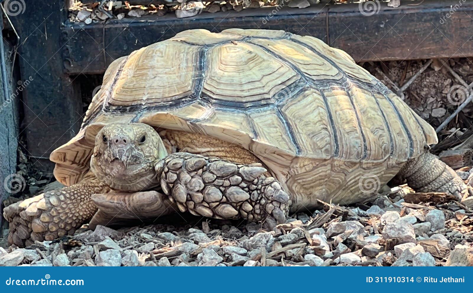 Tortoise (land Turtle) Stock Photo | CartoonDealer.com #16147254