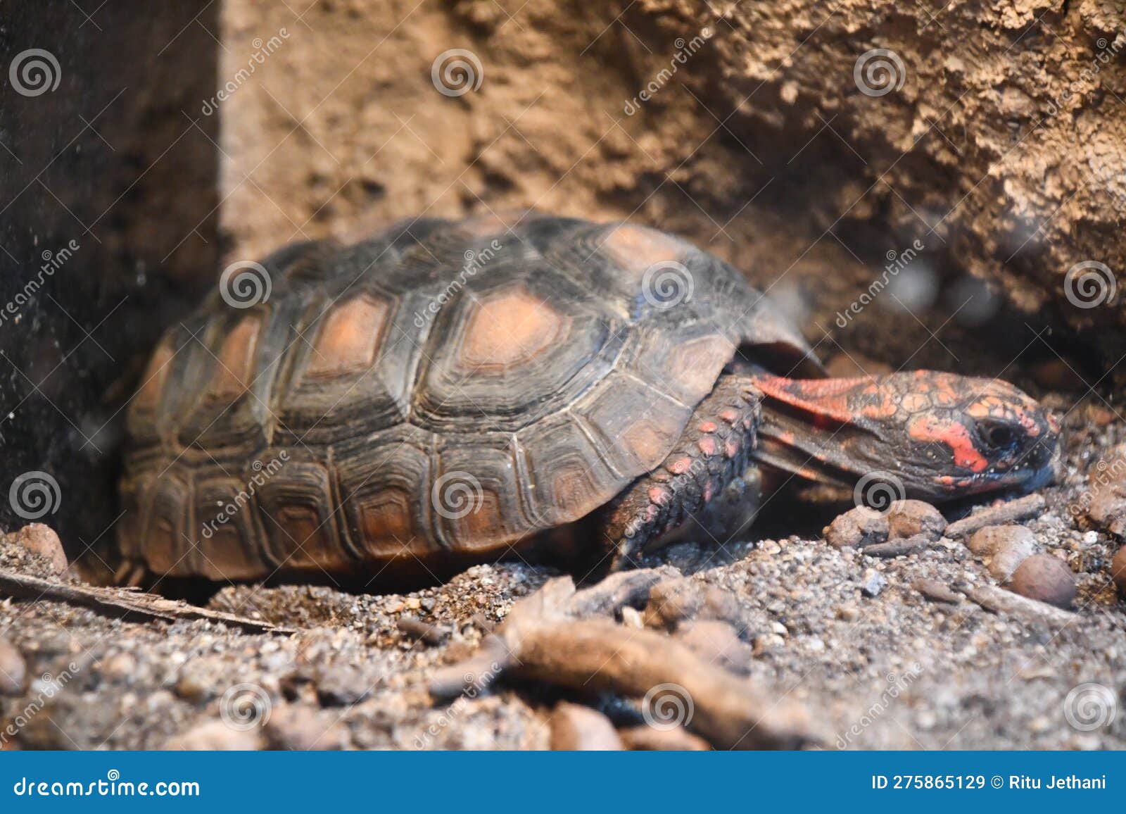 A Tortoise on Land stock image. Image of lizard, nature - 275865129